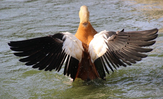 Mallard Bird Feather - Free photo on Pixabay - Pixabay