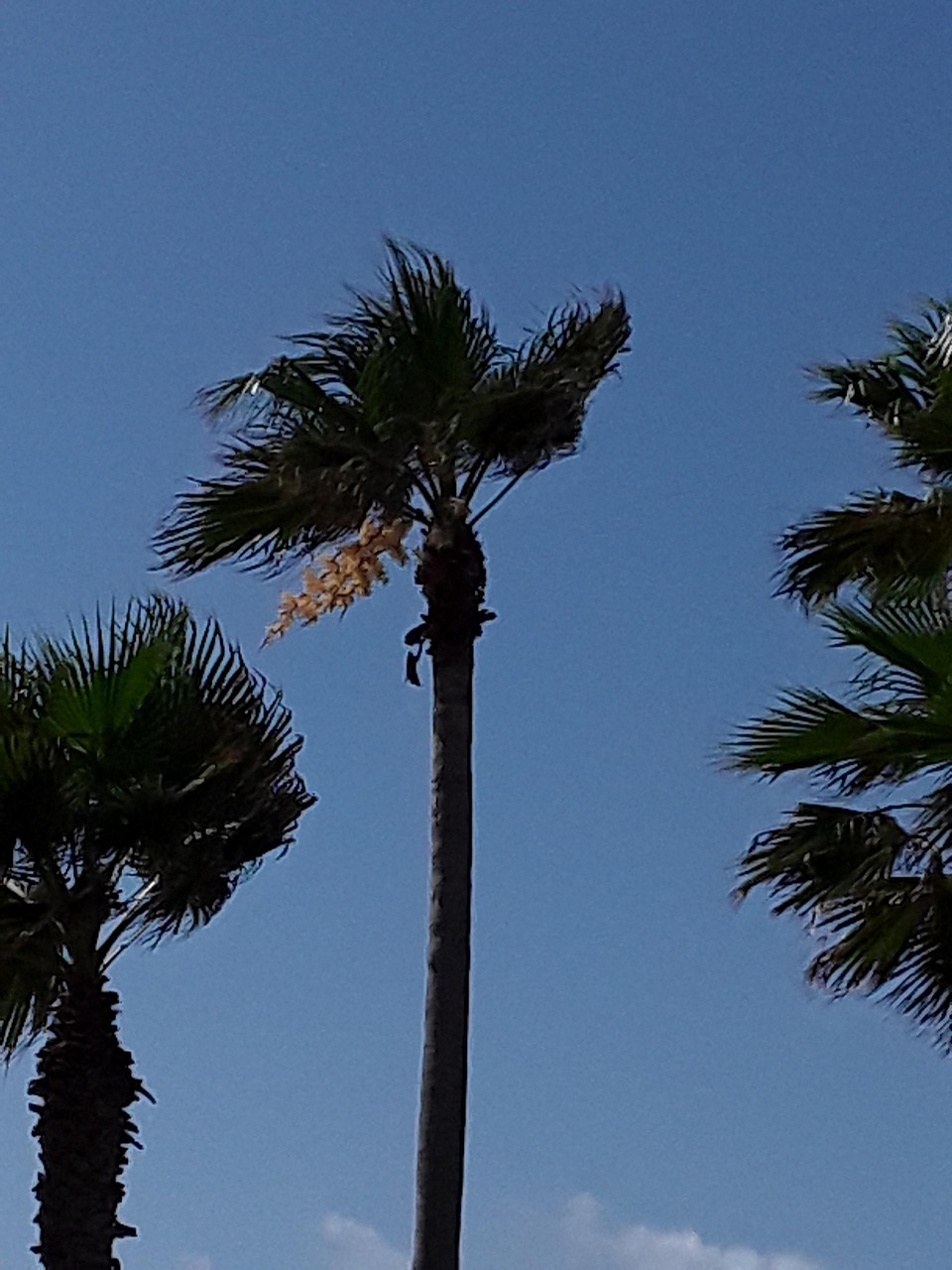 Palm Tree Wind Galveston - Free photo on Pixabay - Pixabay