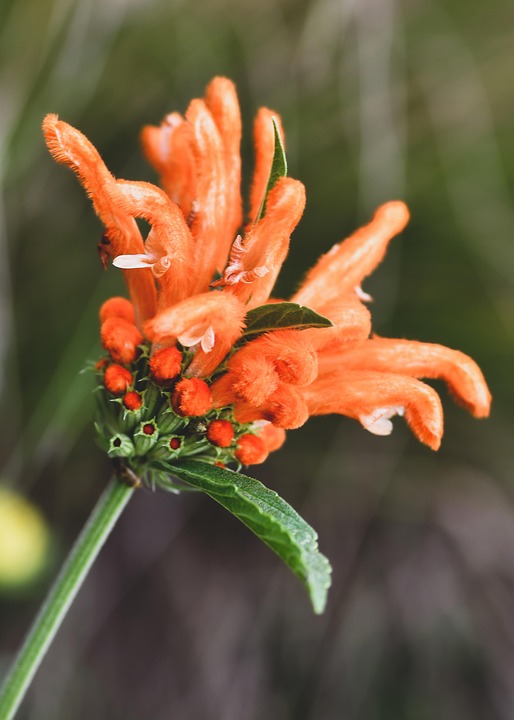 Lion Flower Petals - Free photo on Pixabay - Pixabay