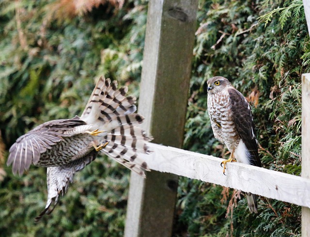 Eurasian Sparrowhawk Birds Of Prey - Free photo on Pixabay - Pixabay