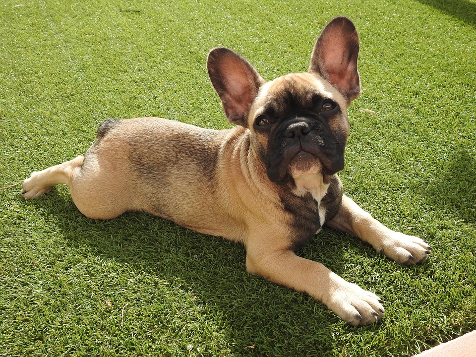 Dog Bull French - Free photo on Pixabay - Pixabay