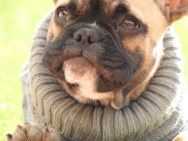Buldog Frances Perro - Foto gratis en Pixabay