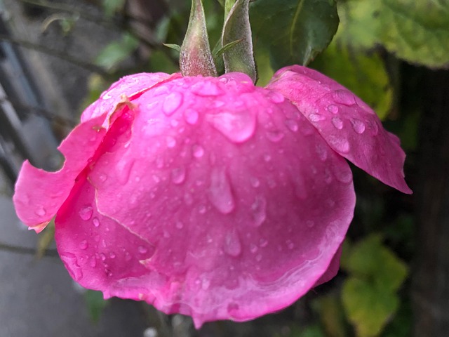 Rose L'Eau Pluie - Photo gratuite sur Pixabay - Pixabay