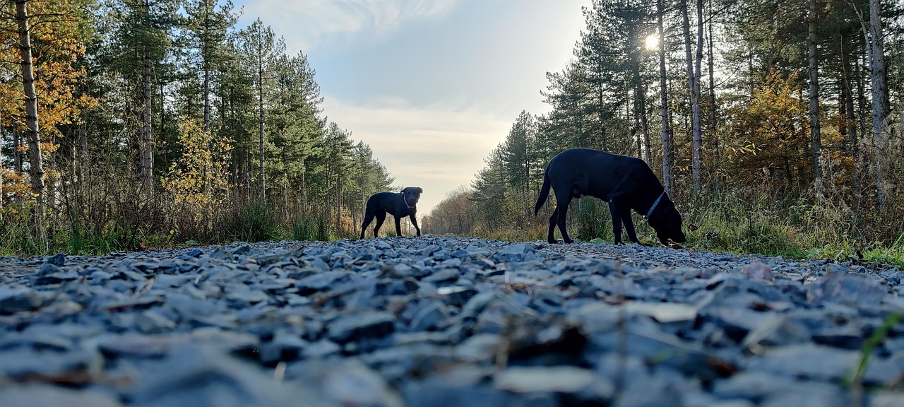 Gravel Road Dogs - Free photo on Pixabay