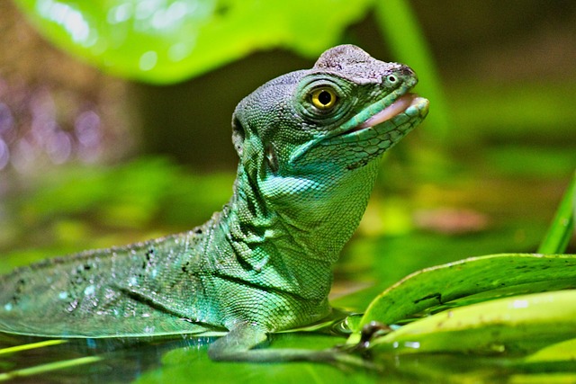 Green Basilisk Animal Pond - Free photo on Pixabay - Pixabay