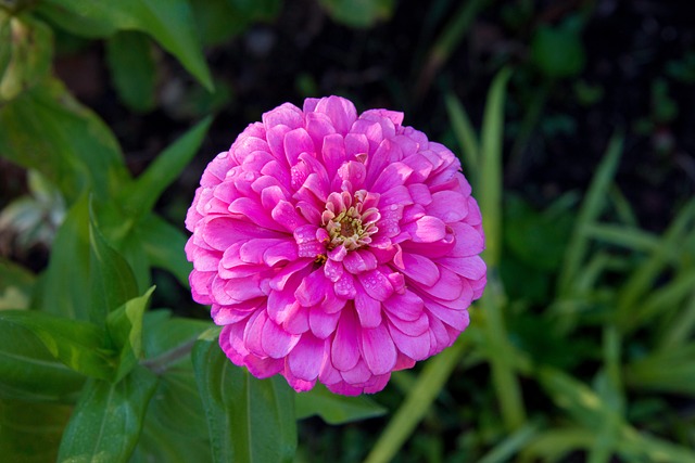 Elegant Zinnia Blume Tau - Kostenloses Foto auf Pixabay
