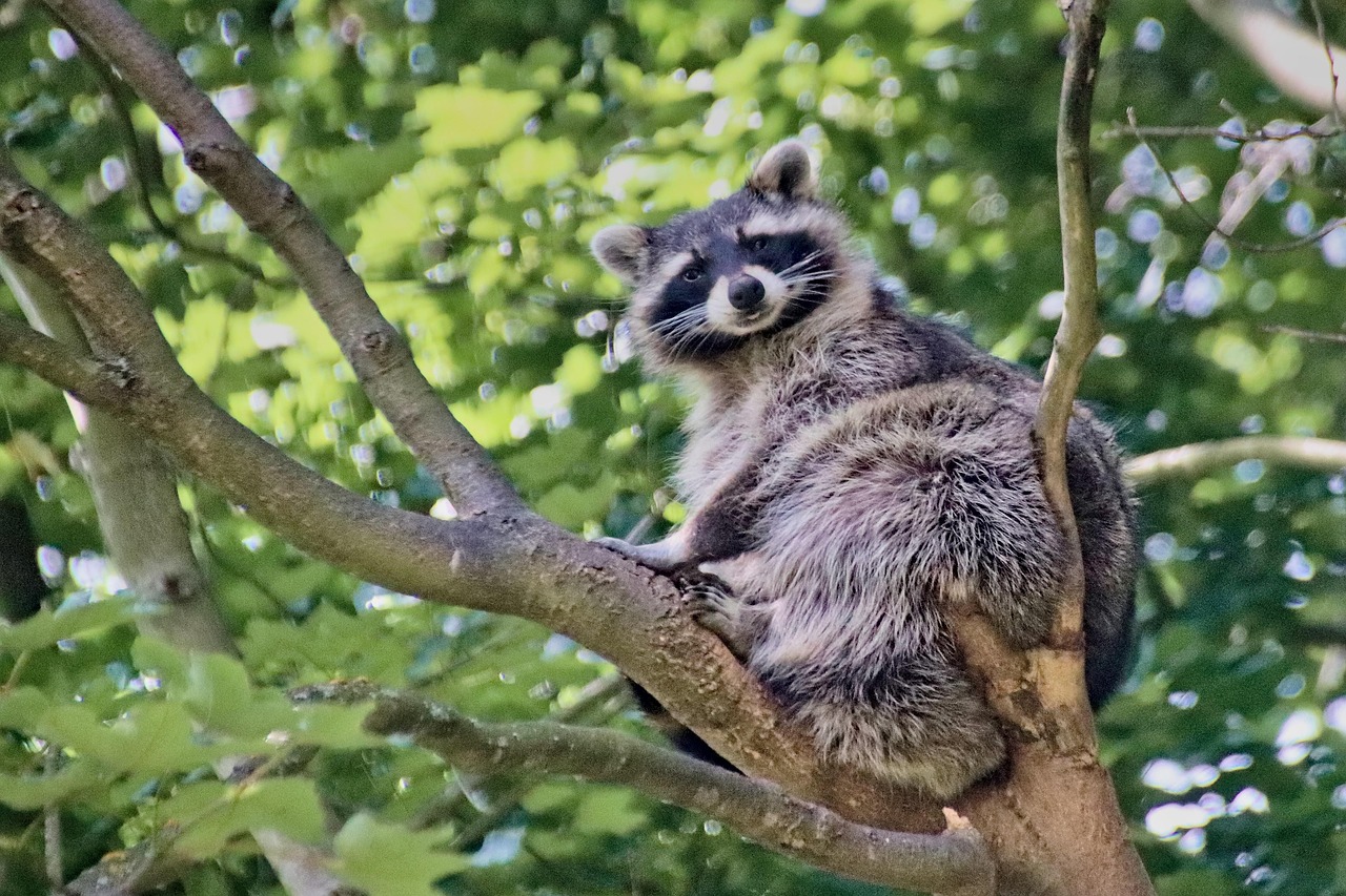 400+ kostenlose Waschbär & Natur Fotos - Pixabay