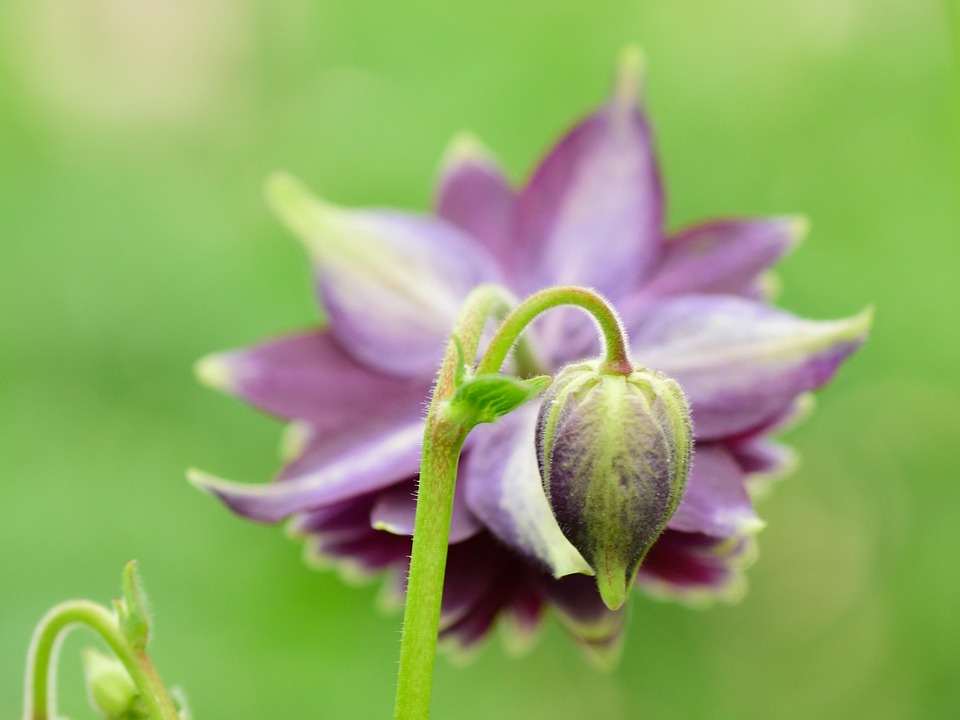 Flower Bud Flora - Free photo on Pixabay - Pixabay