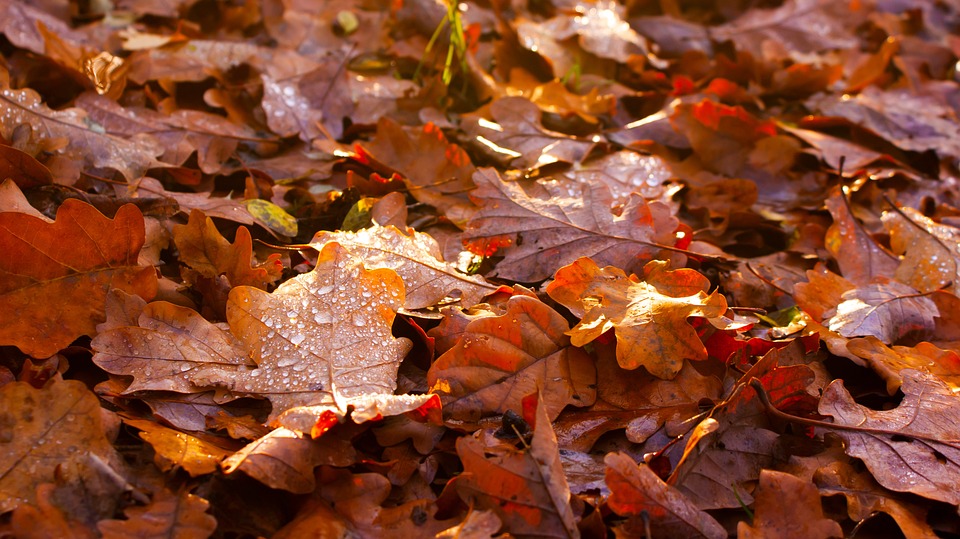 Leaves Wood Forest - Free photo on Pixabay - Pixabay