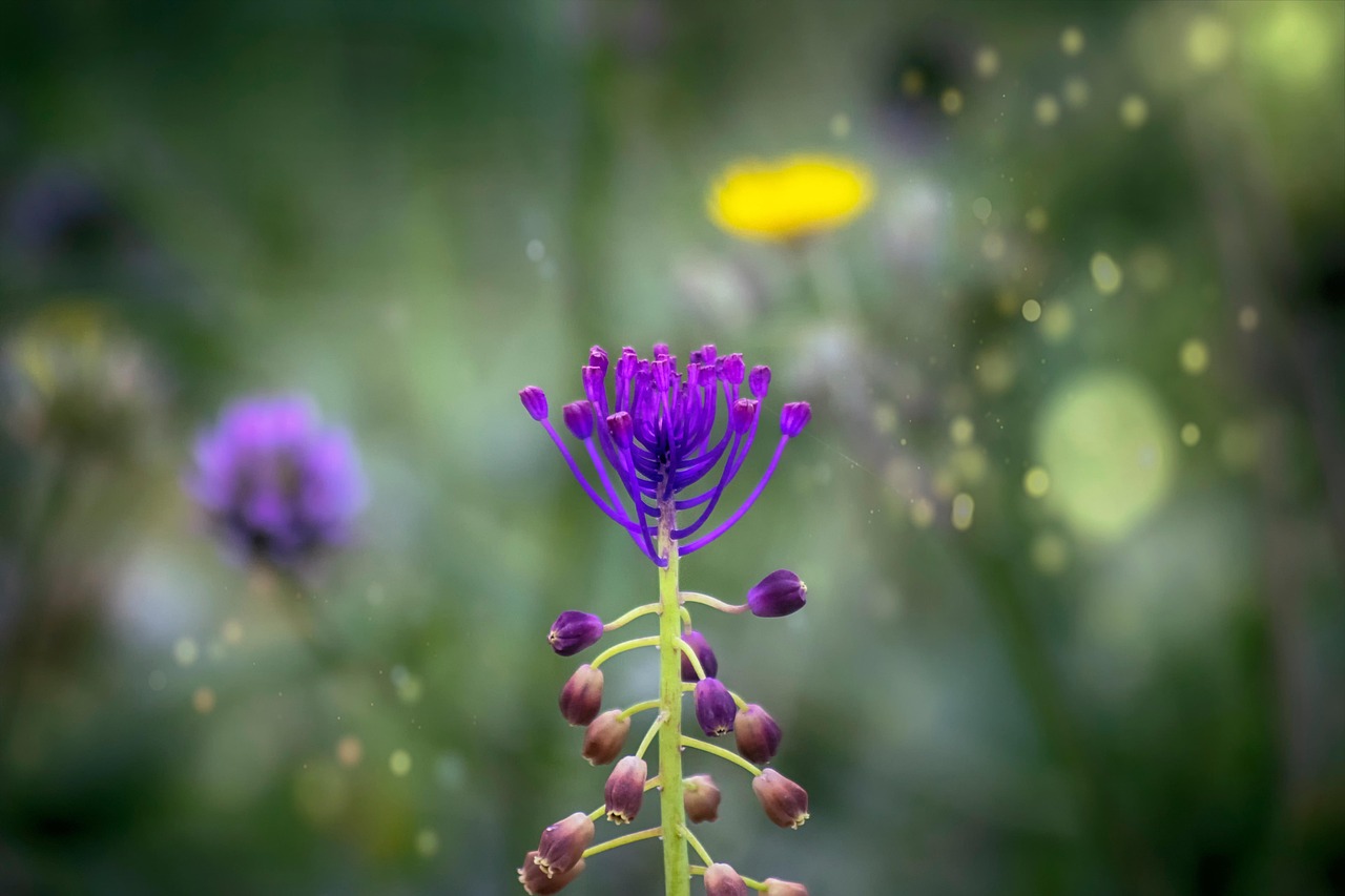 Jacinto De Borla Flor Planta - Foto gratis en Pixabay - Pixabay