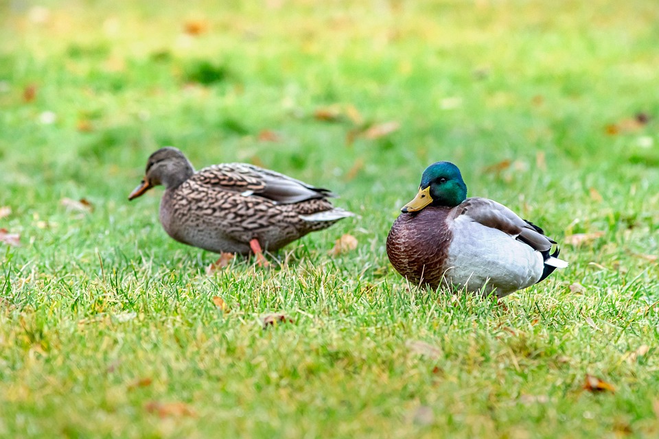Ducks Mallard Waterfowls - Free photo on Pixabay - Pixabay