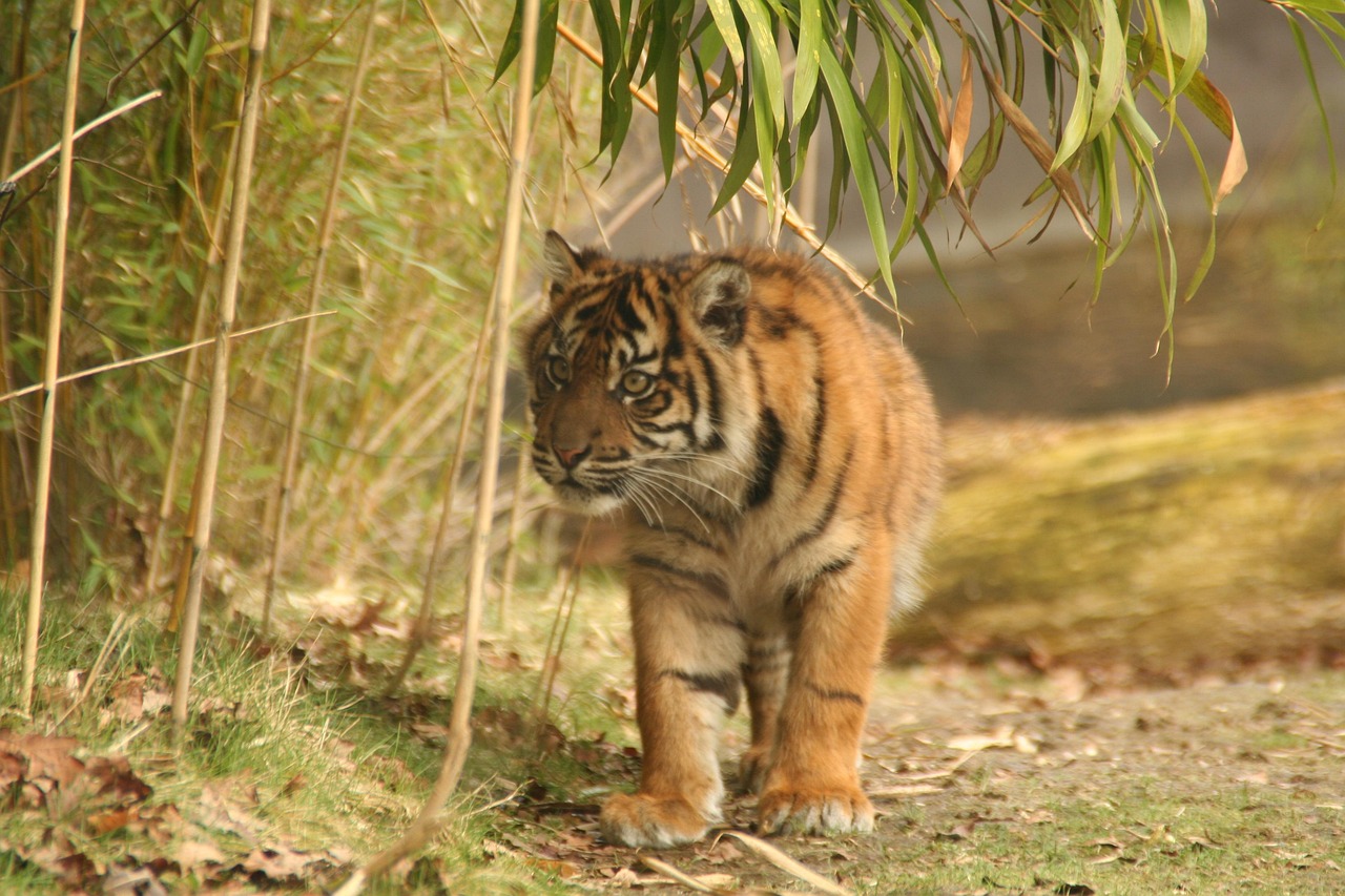Kebun Binatang Pemangsa Kucing Foto Gratis Di Pixabay Pixabay