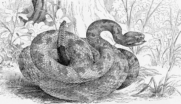 30+ Free Snake Scales & Snake Illustrations - Pixabay