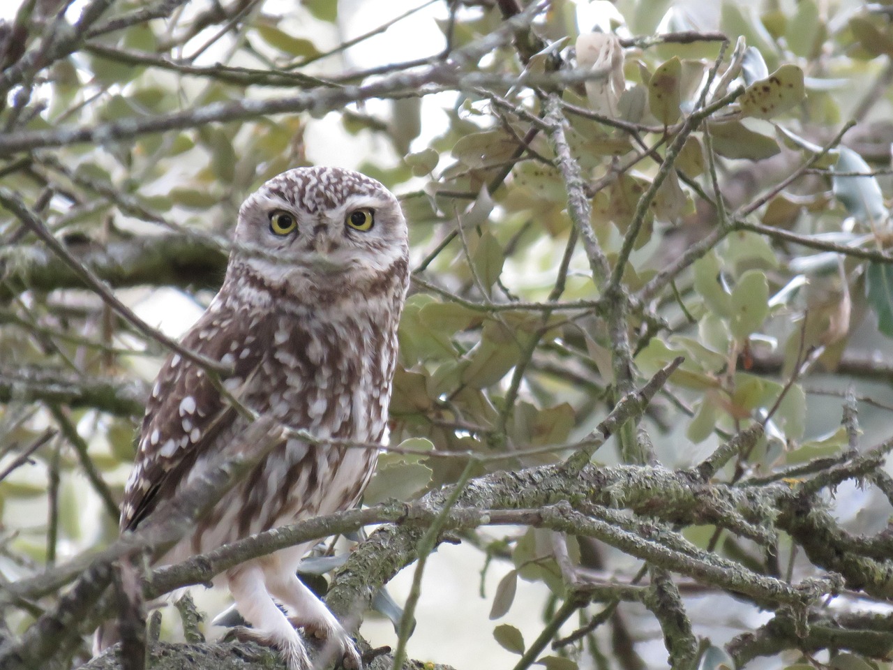 Little Owl Nocturnal Bird - Free photo on Pixabay - Pixabay