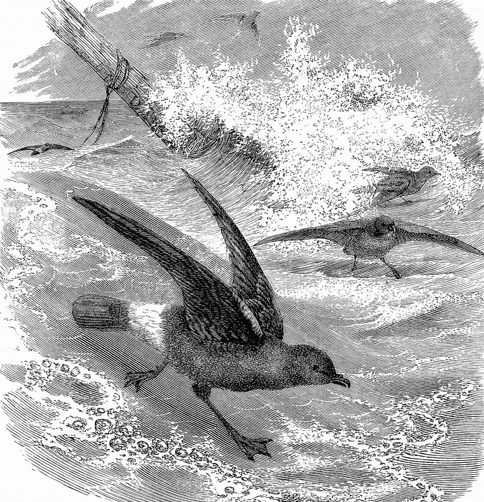 Storm Petrel Seabirds Ocean - Free image on Pixabay