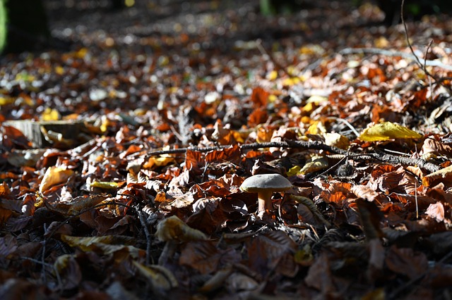 Pilz Marone Maronenröhrling - Kostenloses Foto auf Pixabay - Pixabay