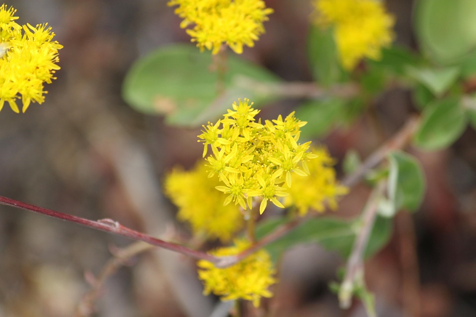 Plantar Flor Natureza - Foto gratuita no Pixabay - Pixabay