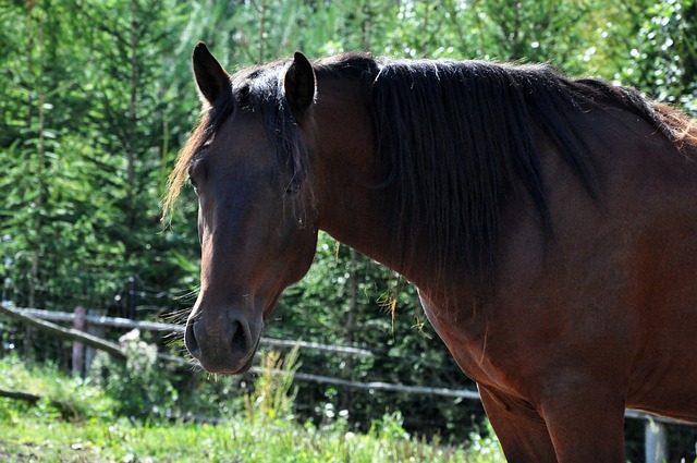 Caballo Animal Rancho - Foto gratis en Pixabay - Pixabay