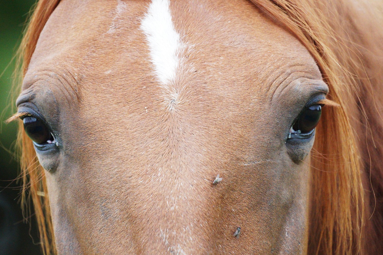 Visage De Cheval White Horse Foto Behang | Close Up Gezicht