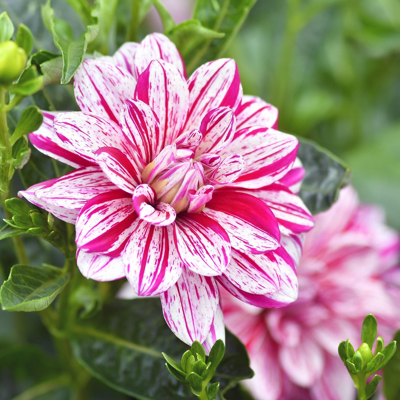 Dahlie Zweifarbig Blume - Kostenloses Foto auf Pixabay - Pixabay