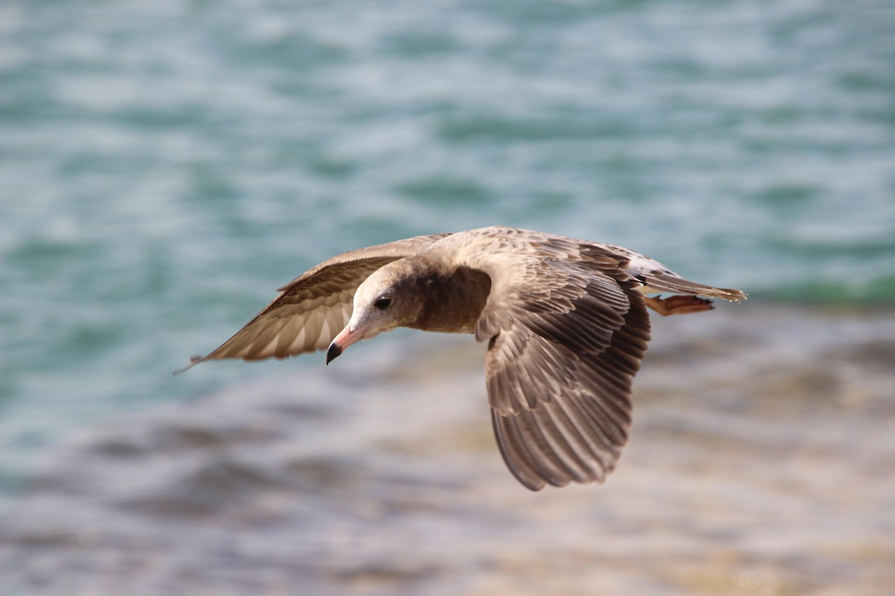 Gull Flying Bird - Free photo on Pixabay