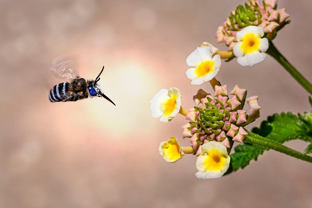 10+ Free Blueberry Bee & Bee Images - Pixabay