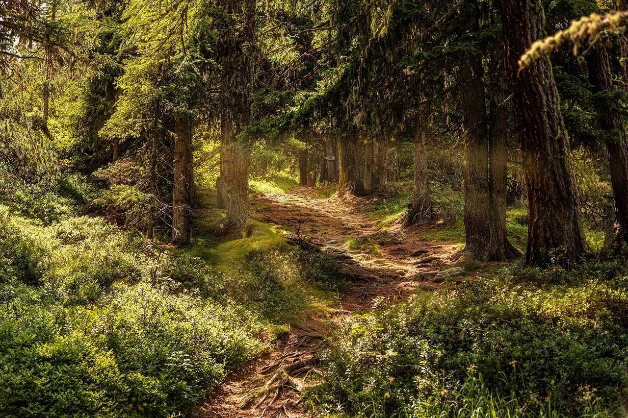 Trilha Arvores Floresta Nascer Do - Foto gratuita no Pixabay - Pixabay