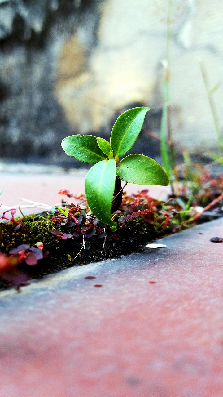 Plantes Arbre Nature - Photo gratuite sur Pixabay - Pixabay