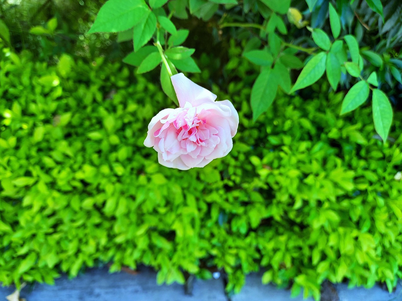 Rose Fleur Floral - Photo gratuite sur Pixabay - Pixabay