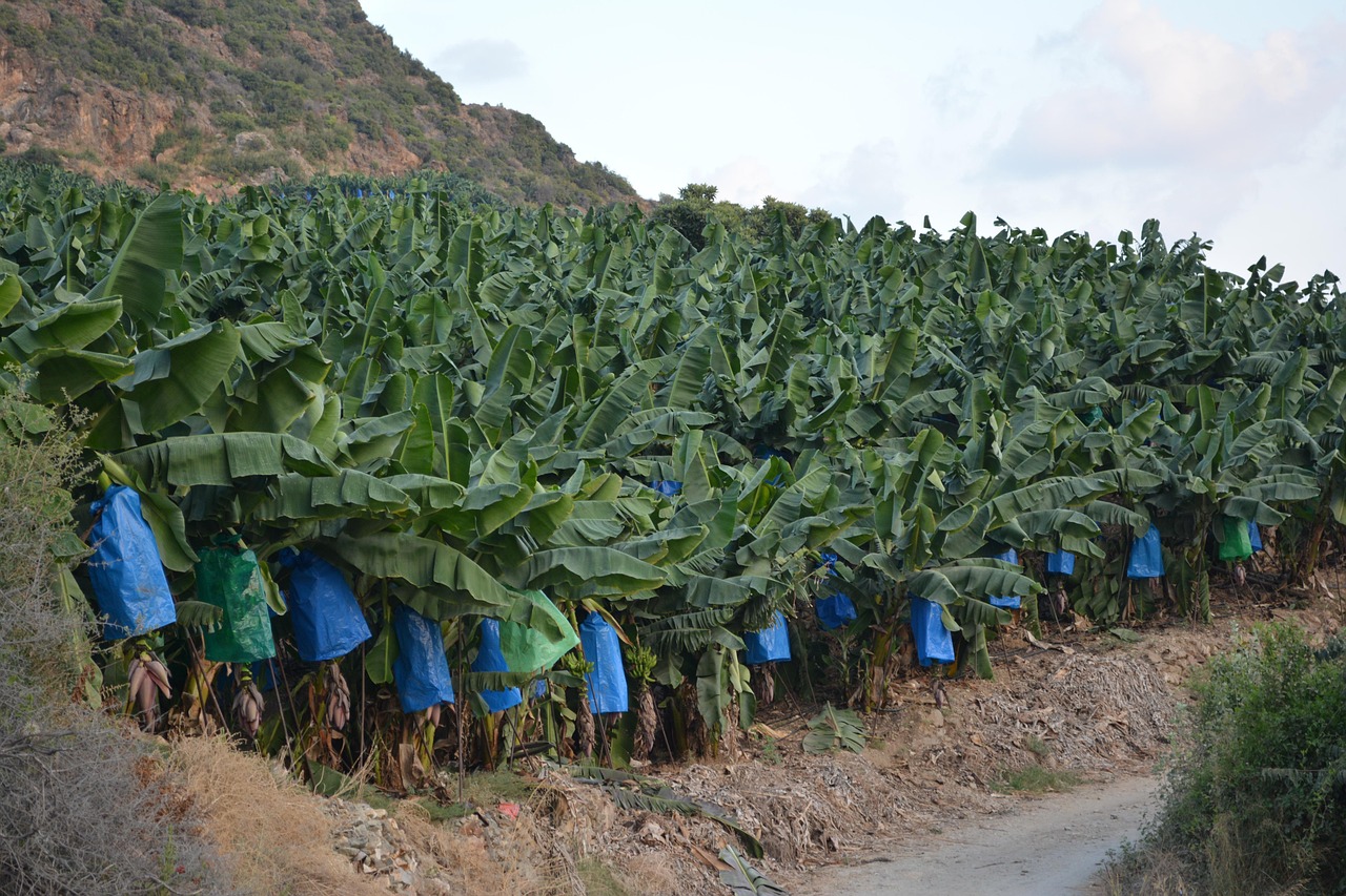 Banana Trees Farm Plantation - Free photo on Pixabay