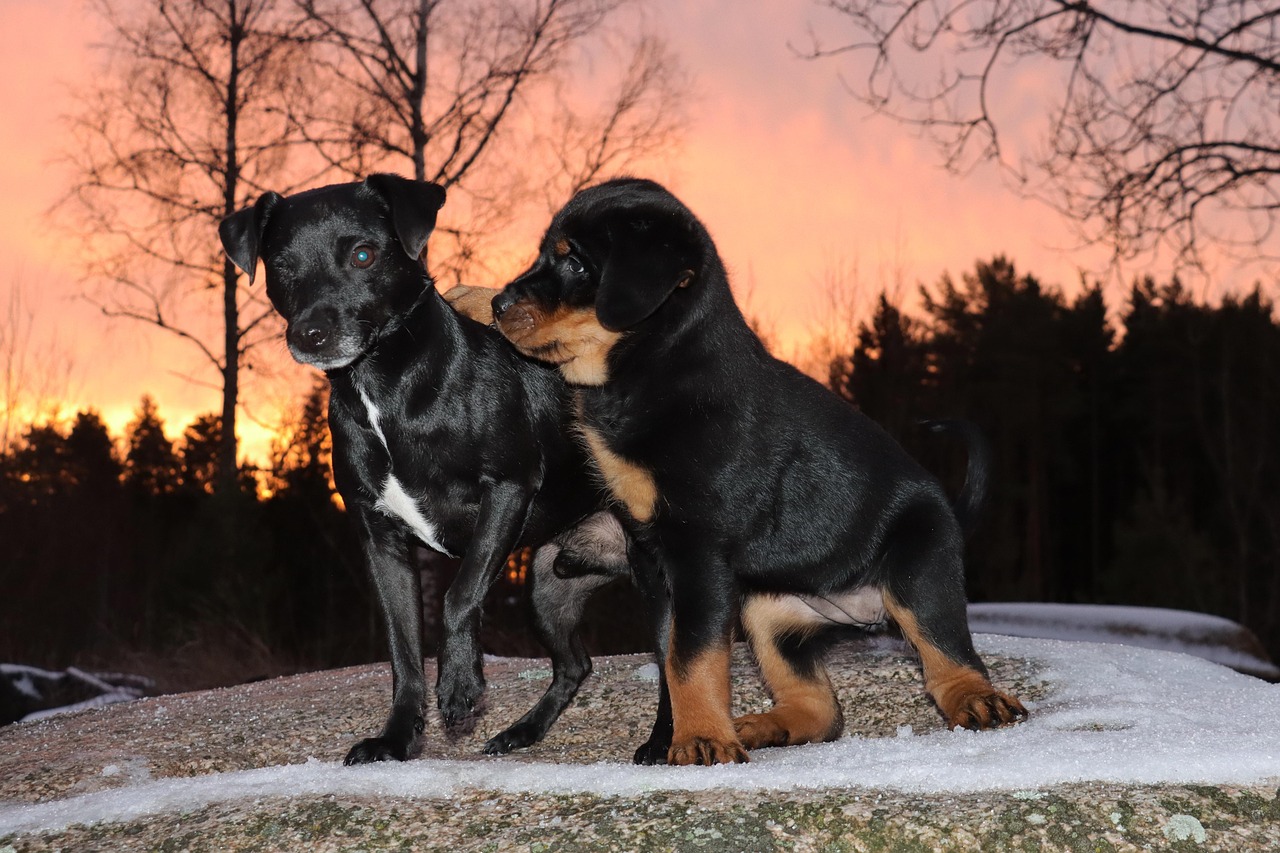 Leute Hunde Hund Patterdalen - Kostenloses Foto auf Pixabay - Pixabay