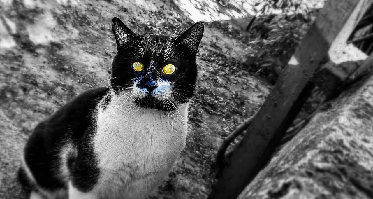 Chat Portrait Animal - Photo gratuite sur Pixabay - Pixabay