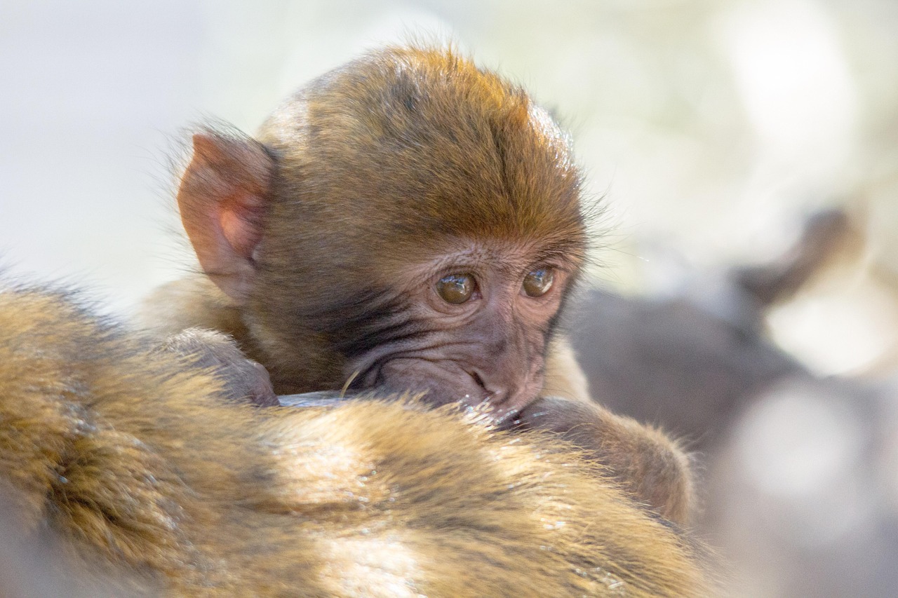 Monkey Baby Barbary Ape - Free photo on Pixabay - Pixabay