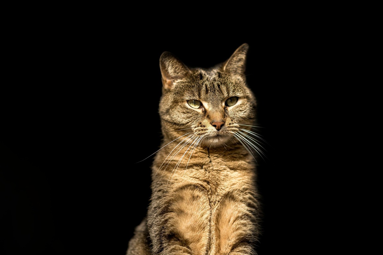 Animal Parte Del Cuerpo De - Foto gratis en Pixabay