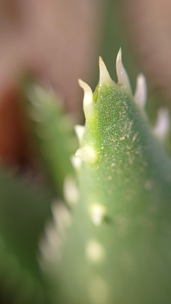 Cactus Planta Macro - Foto gratis en Pixabay - Pixabay