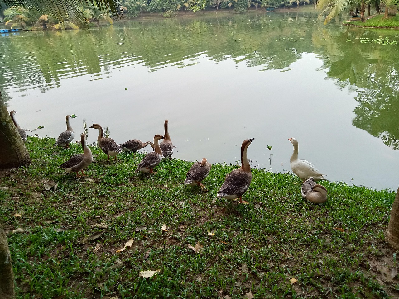 Estanque Patos Pato - Foto gratis en Pixabay - Pixabay