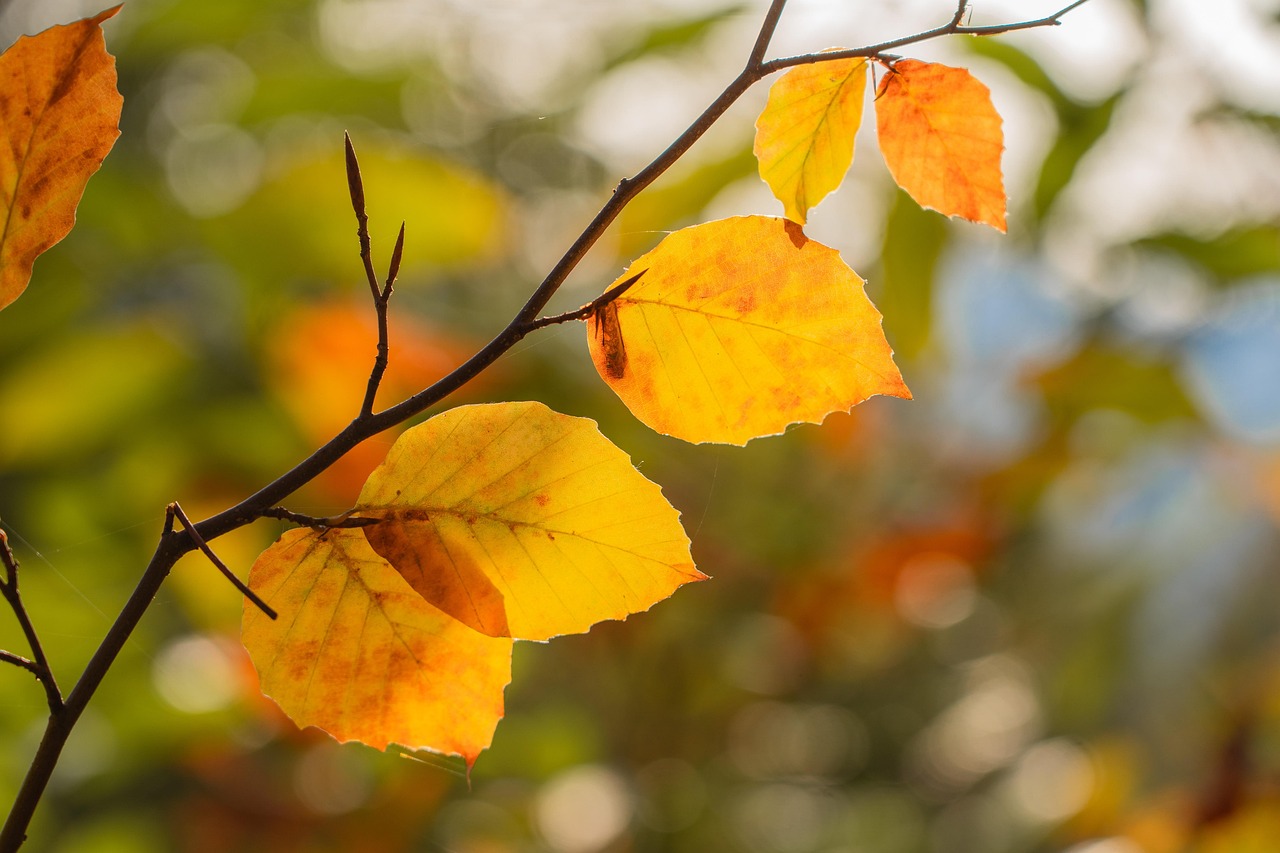 Leaves Branch Autumn - Free photo on Pixabay