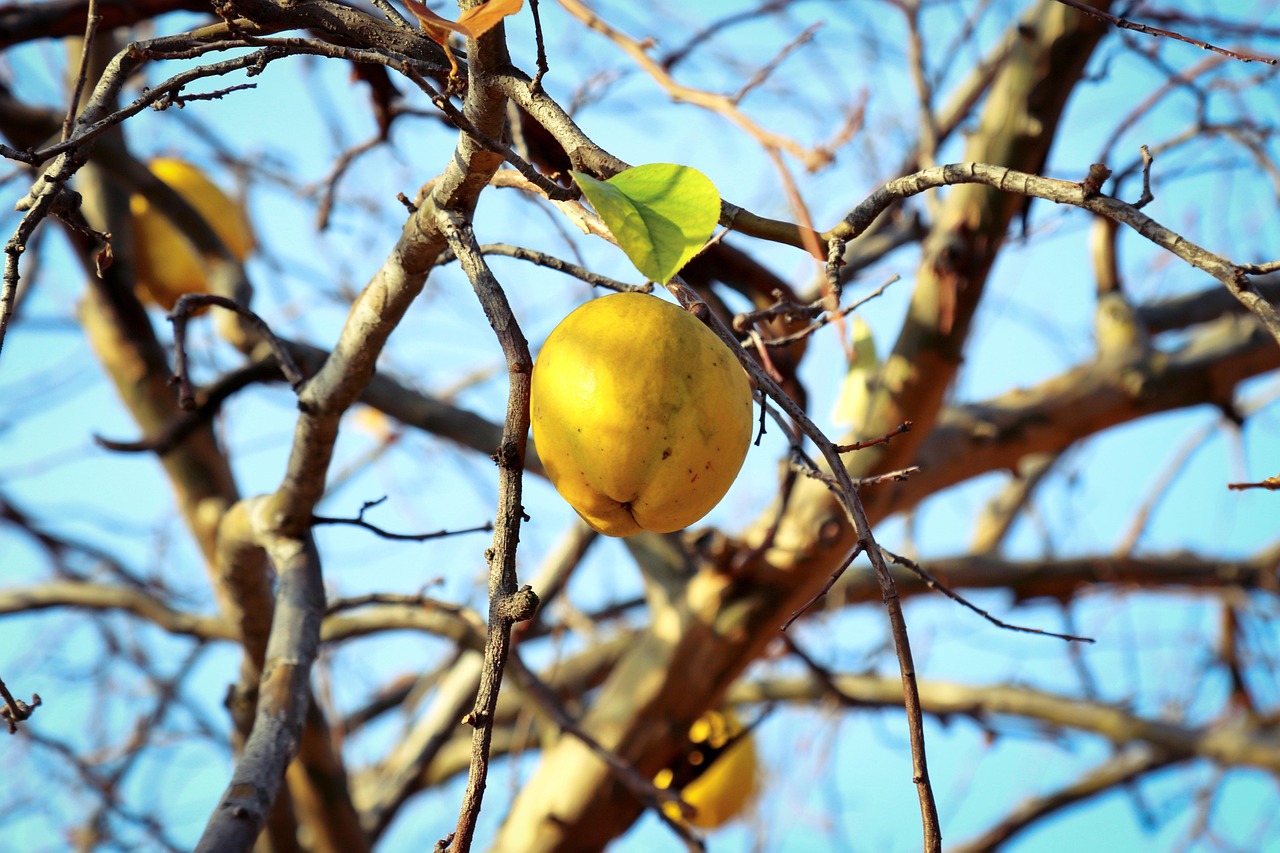 Membrillo Chino Fruta Sucursales - Foto gratis en Pixabay - Pixabay