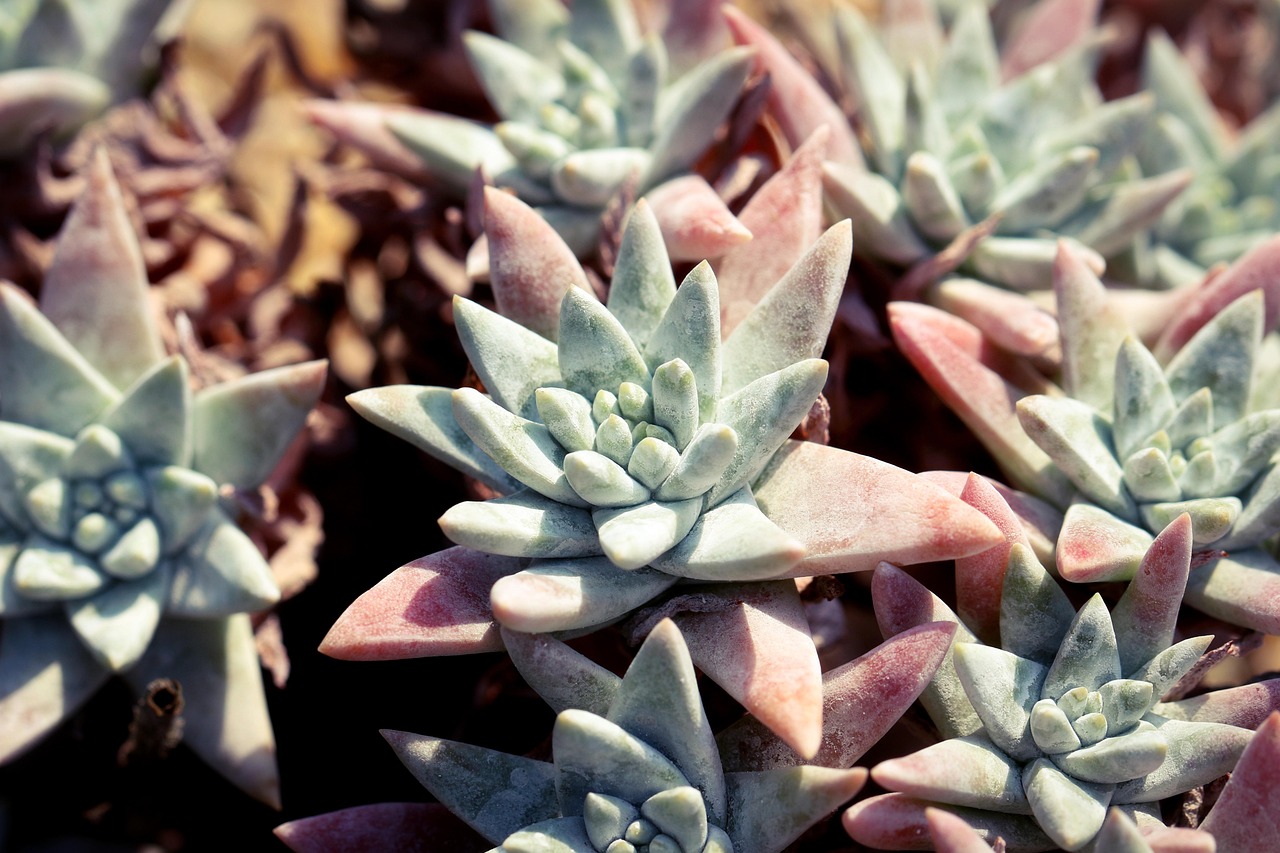 Succulents Saplings Growth - Free photo on Pixabay - Pixabay