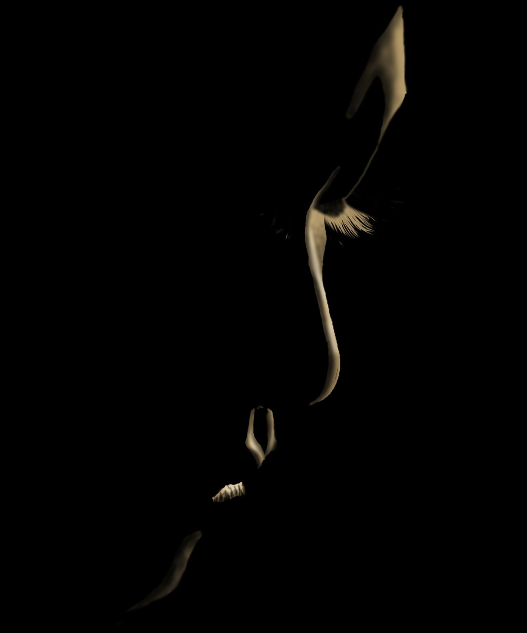 Portrait Profile Face - Free photo on Pixabay - Pixabay