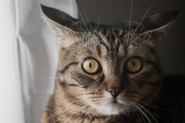 70+ Free Surprised Cat & Cat Photos - Pixabay
