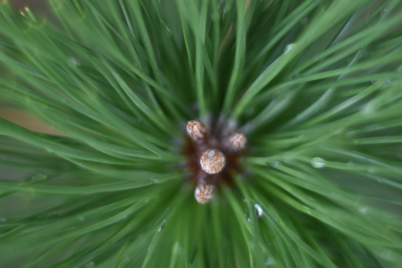 Pinho Verde Coníferas - Foto gratuita no Pixabay - Pixabay