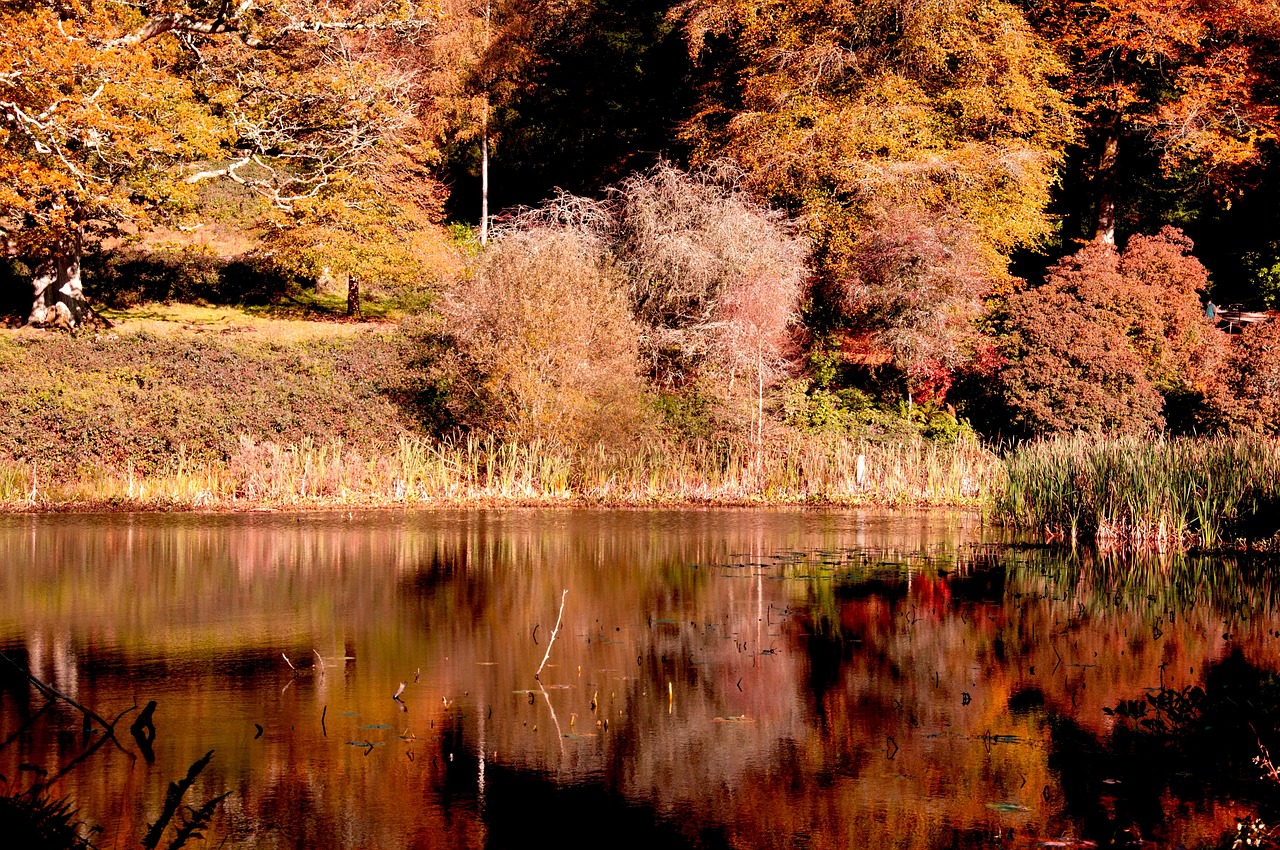 Outono Arvores Floresta - Foto gratuita no Pixabay - Pixabay