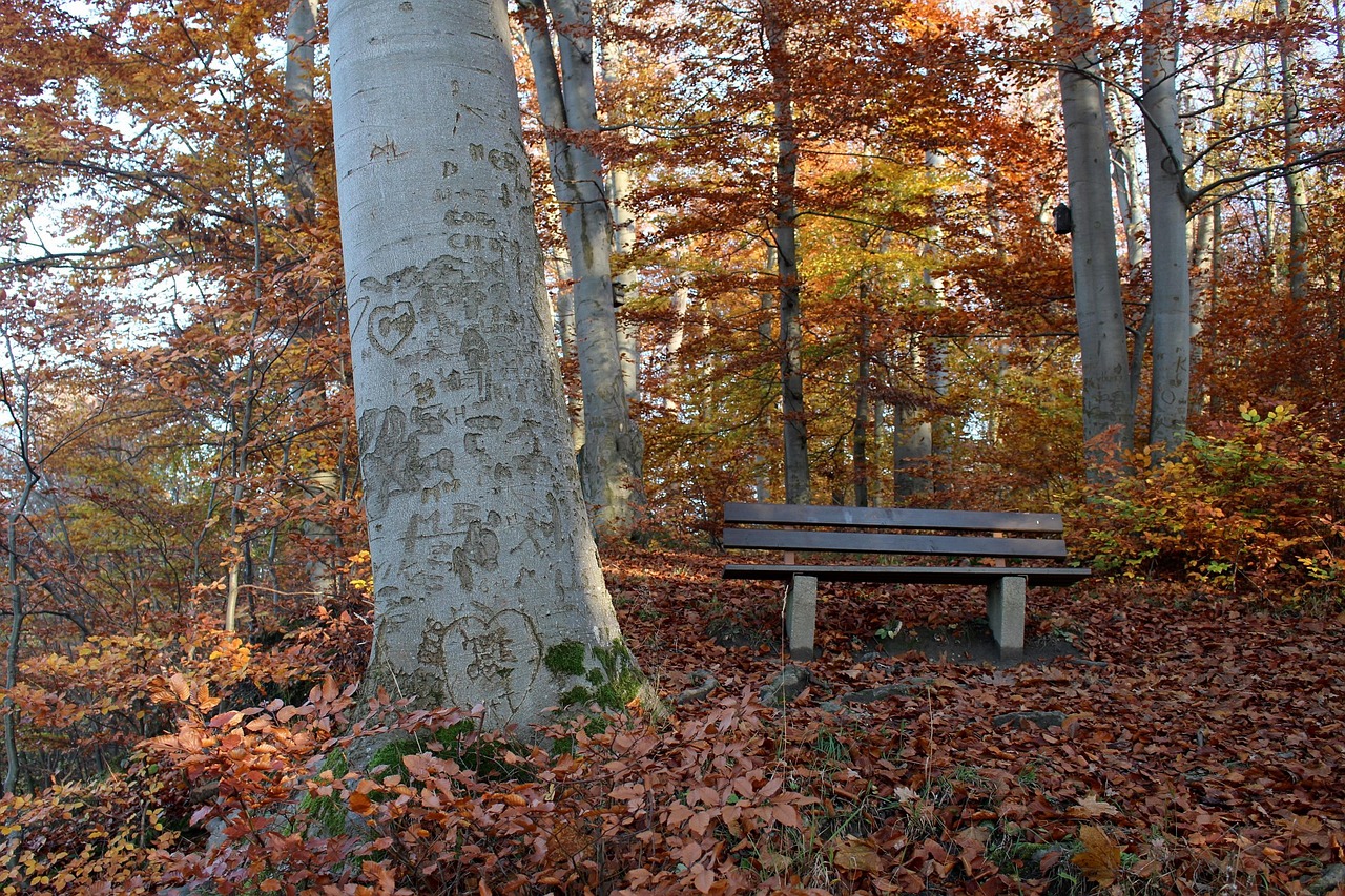 Bank Baum Herbst - Kostenloses Foto auf Pixabay