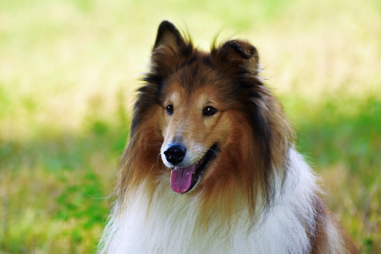Sheltie Dog Pet - Free photo on Pixabay - Pixabay