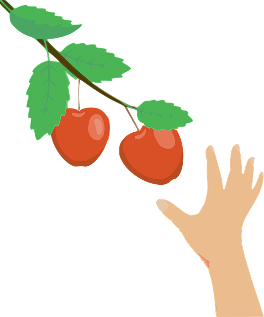 Apples Branch Hand - Free vector graphic on Pixabay