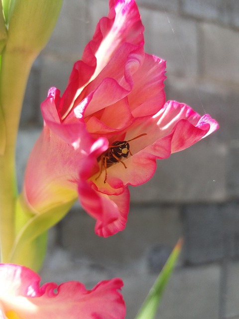 Flower Pink Bee - Free photo on Pixabay - Pixabay