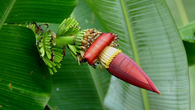 Flor De Banana Fruta Banano - Foto gratis en Pixabay - Pixabay
