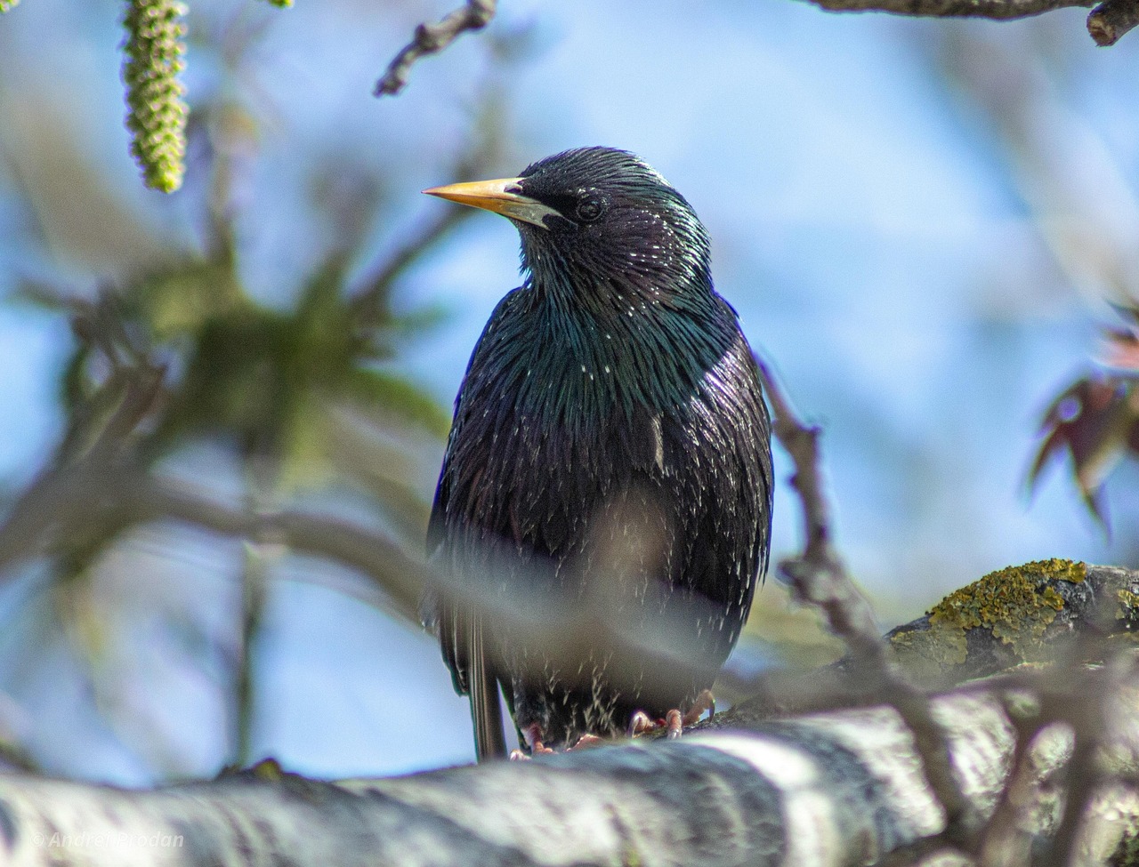 European Starling Danube Delta - Free photo on Pixabay - Pixabay