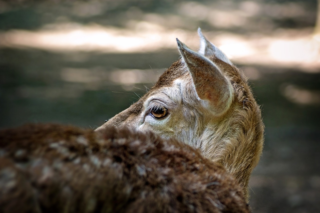 Más de 40 000 imágenes gratis de Cabeza De Venado y Venado - Pixabay